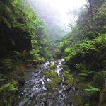 Invasive Species - Hawaiʻi Invasive Species