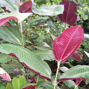 How You Can Help - Hawaiʻi Invasive Species