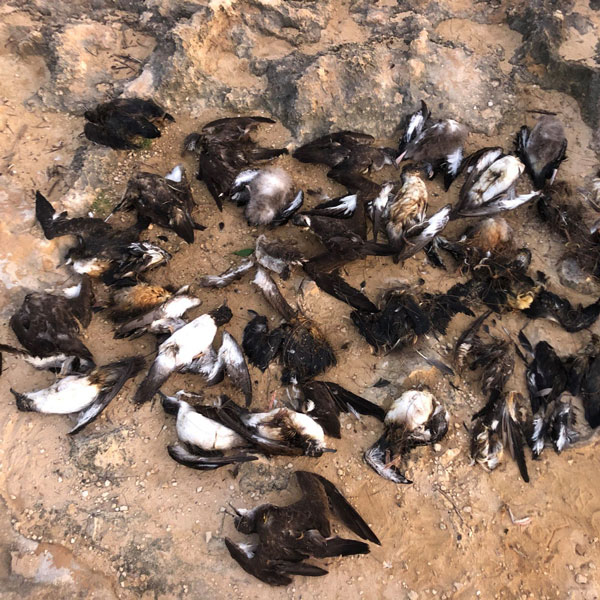 How You Can Help - Hawaiʻi Invasive Species