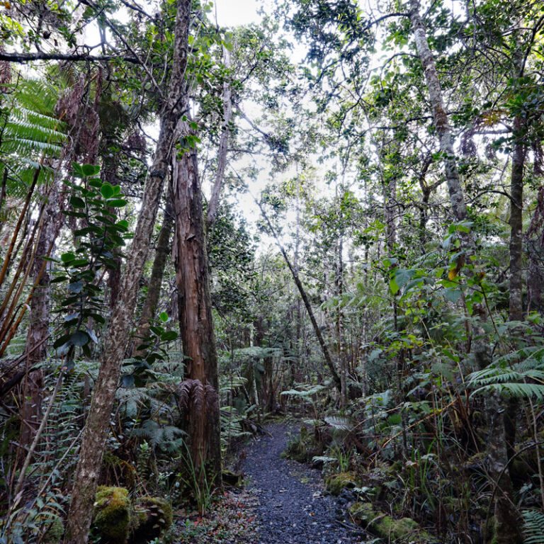 Hawaii Invasive Species