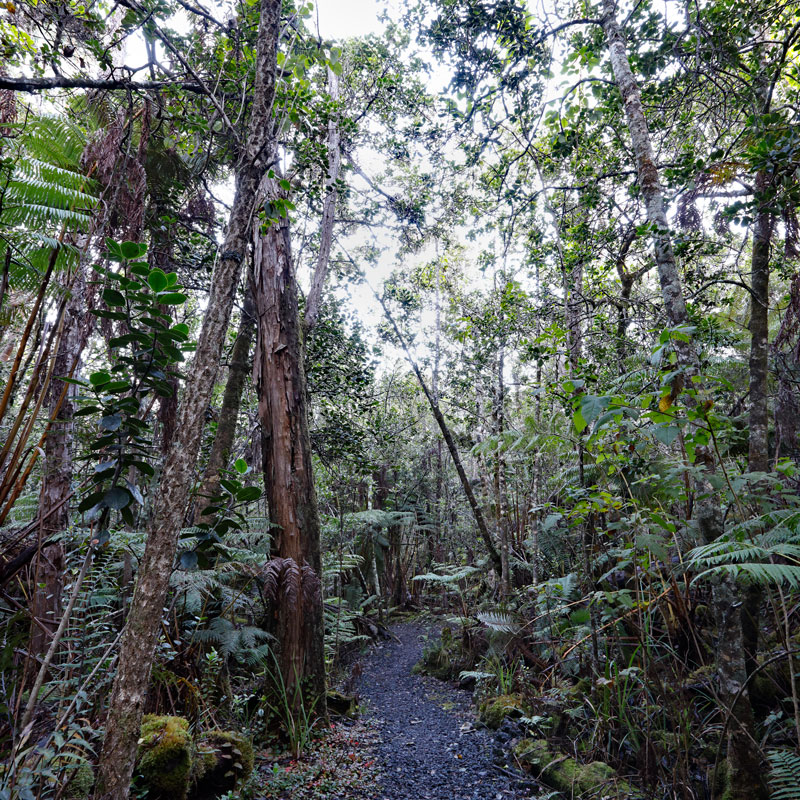 Hawaii Invasive Species